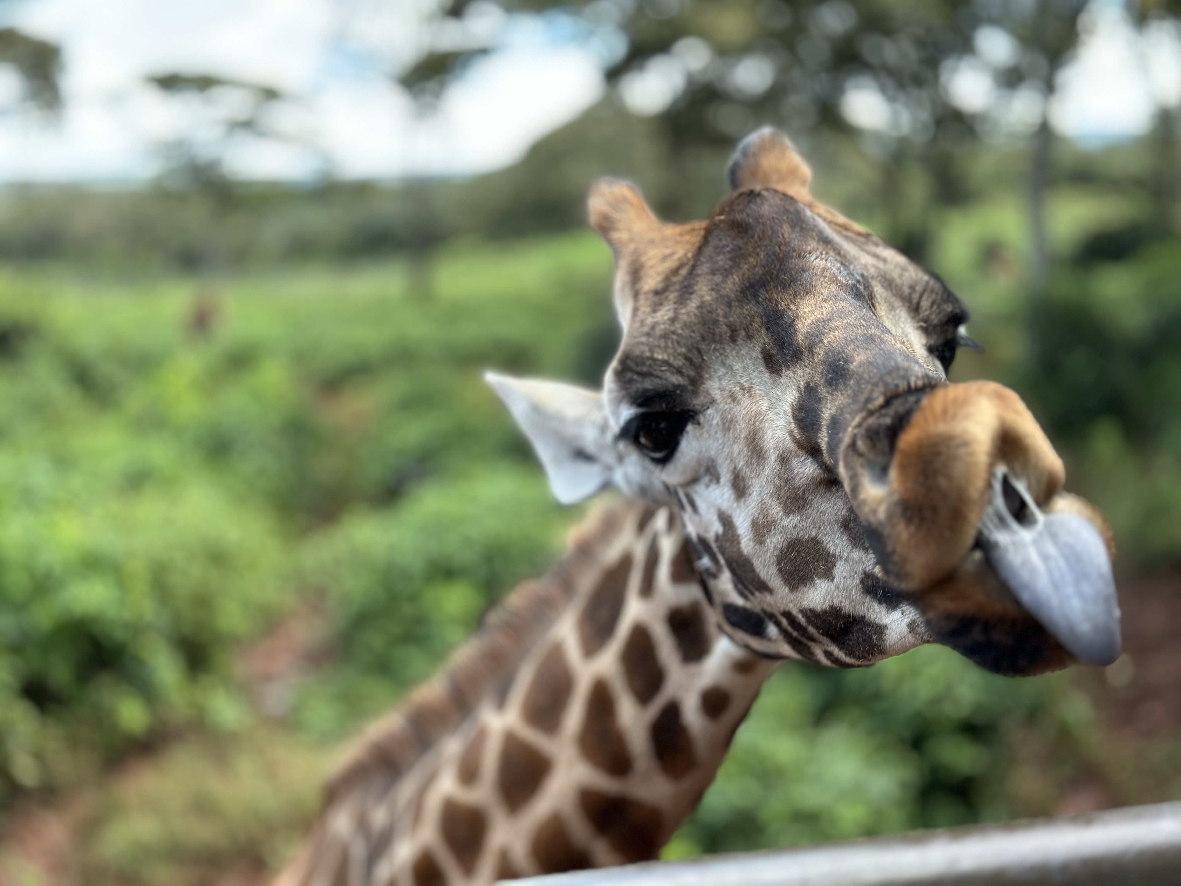 Choka and Other Types of Wildlife | Karen's JOI